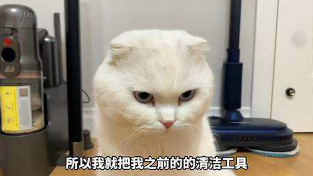 斥资20万打造猫房终于完成,我觉得铁锤太幸福了,每天生活很精致