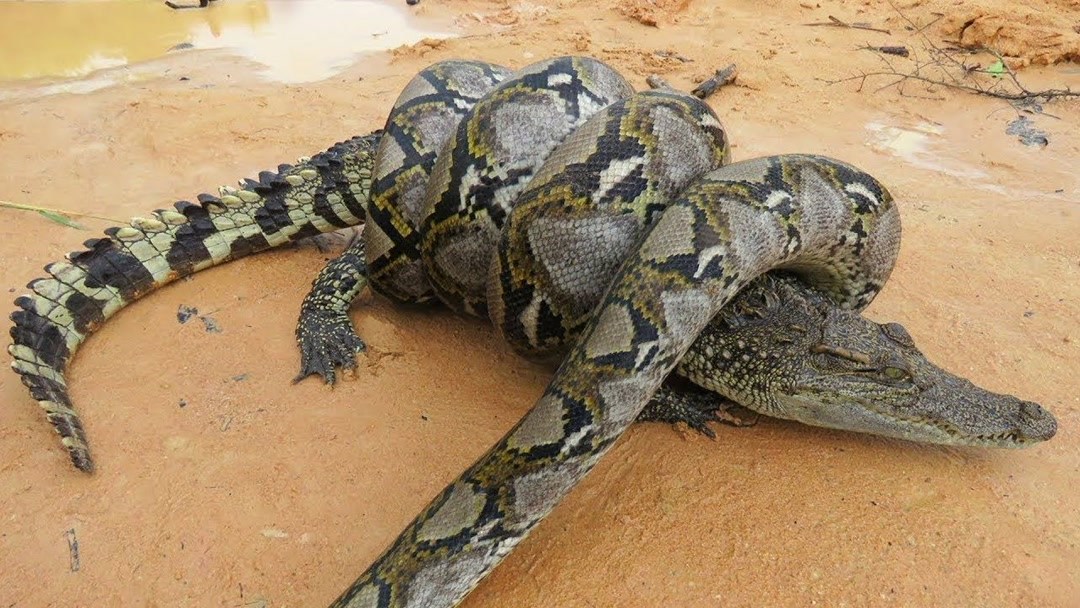动物世界:巨蟒带着鳄鱼,人从巨蟒手中救出鳄鱼,救了两条人命
