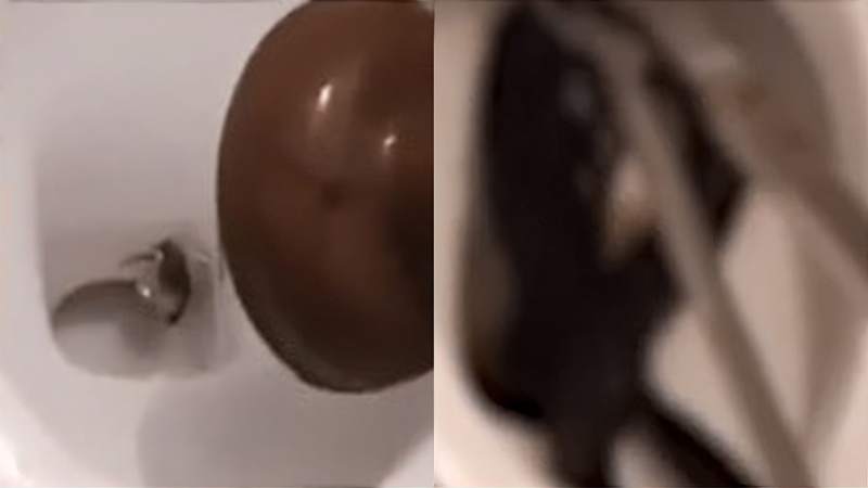 女子上厕所感觉马桶里有异样,起身一看吓得瞬间尖叫:一条大活蛇