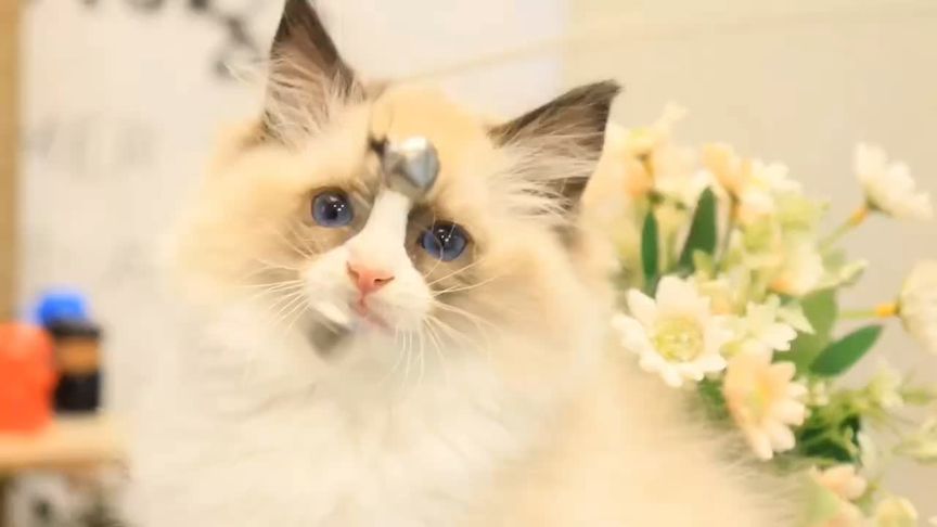 ߧ�价格:2399ߧ�品种:#布偶猫ߧ�性别:弟弟ߧ�年龄:2个半月