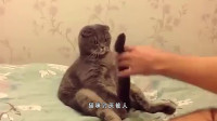 猫咪讨厌人的那些行为