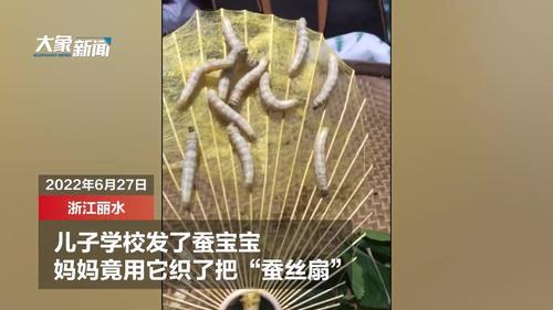 儿子学校发了蚕宝宝,妈妈用它织了把"蚕丝扇"