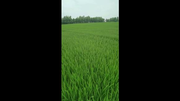 晚上八点水稻高产栽培技术交流直播间