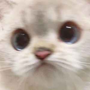 下饭的鱼er 