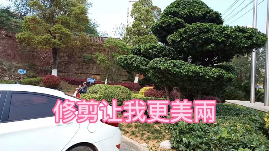 我刚修剪整形好的玉榕树