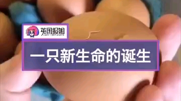 太神奇了!新生命的诞生!