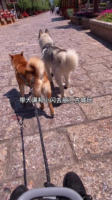 带狗子出去玩被陌生人搭讪,要是你会怎么做?滤镜君koloro,滤镜软件,lr...