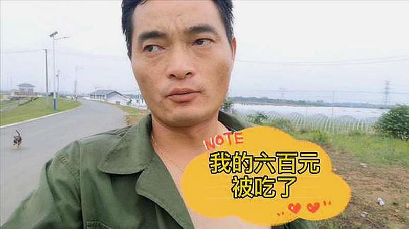 六百元在五分钟内被羊群吃了这吃的农村刘哥心疼啊