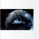 不做一只偷懒的猫 