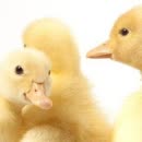 阳光养殖945 