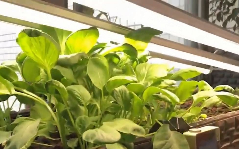 带紫外线植物生长灯 露台种植 育苗 清江菜 非洲冰花 实景记录 第3期