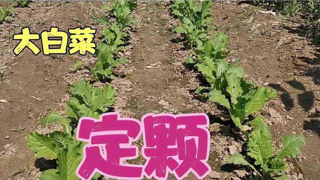 给大白菜定颗,多远一颗白菜长的个大,立冬大丰收