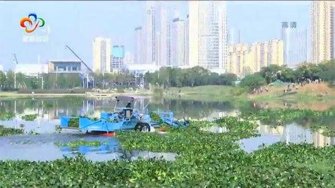 问题整改:开展湖泊生态修复 排查铲除岸线菜地