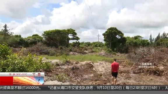 土地修整树木被砍 村民担心鸟类被惊扰