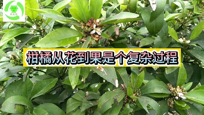 柑橘的花开到?坐果是个复杂的过程
