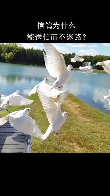 信鸽为什么能送信而不迷路?