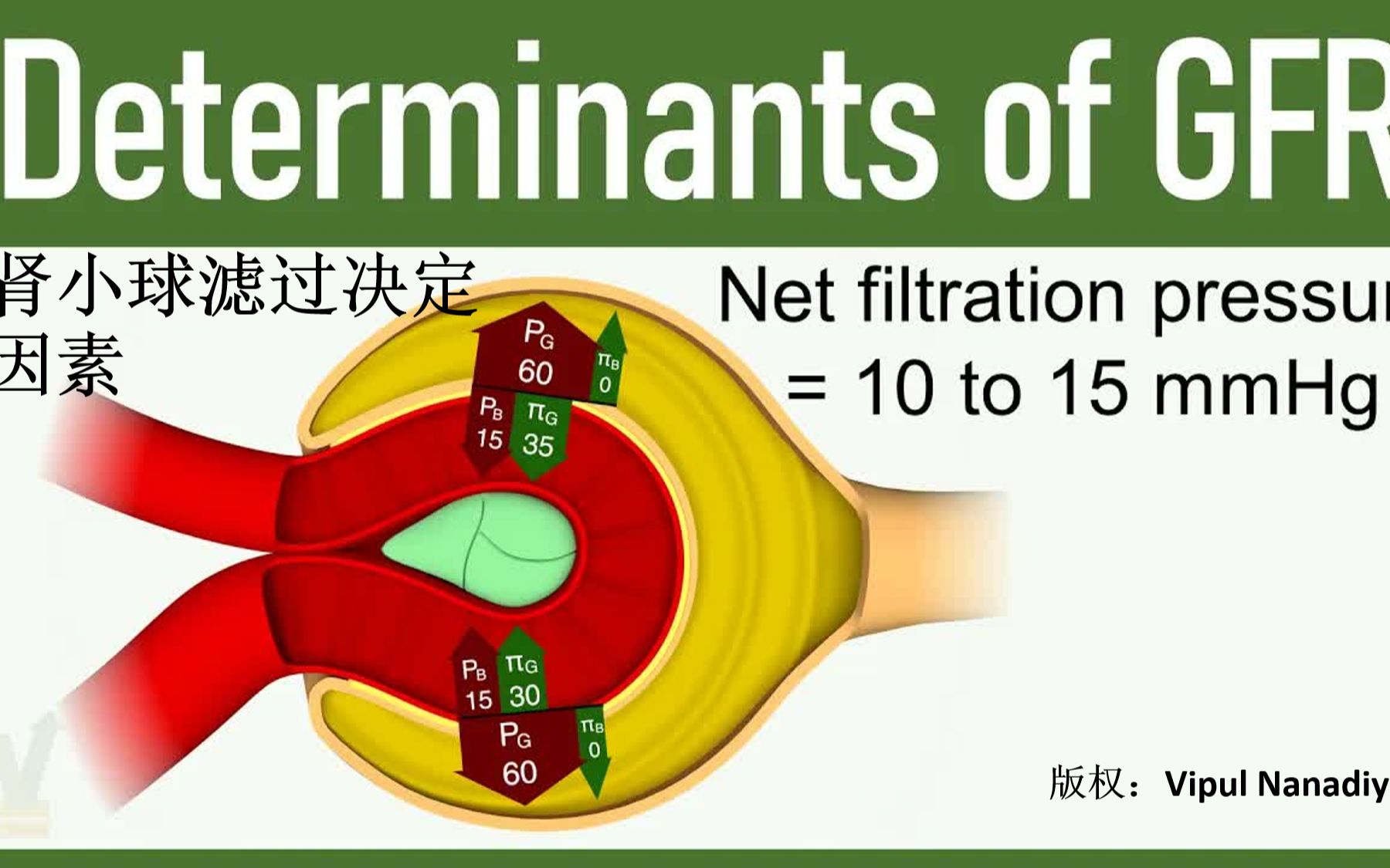 肾小球滤过率的决定因素1