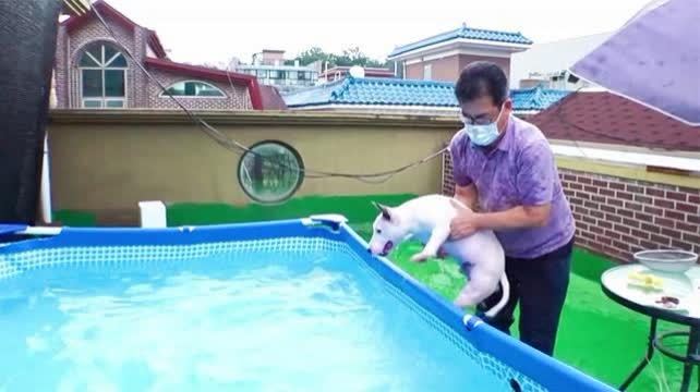 痴迷游泳的狗狗,游了两个小时都不嫌累,让主人头疼不已