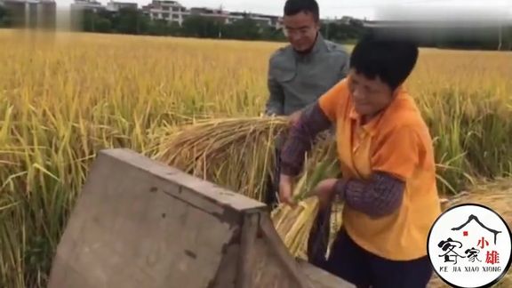 广东梅州是这样收获稻谷的,你那是怎么样的