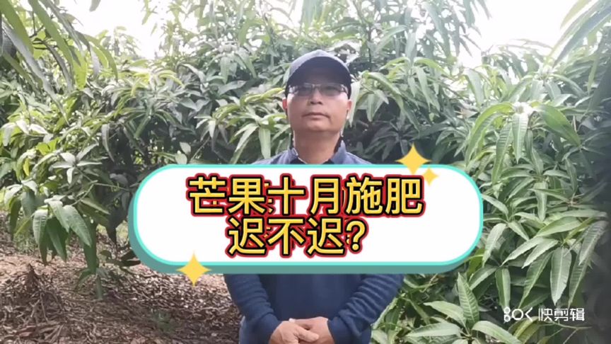十月施芒果肥迟吗?#芒果秋冬肥#芒果栽培管理新技术