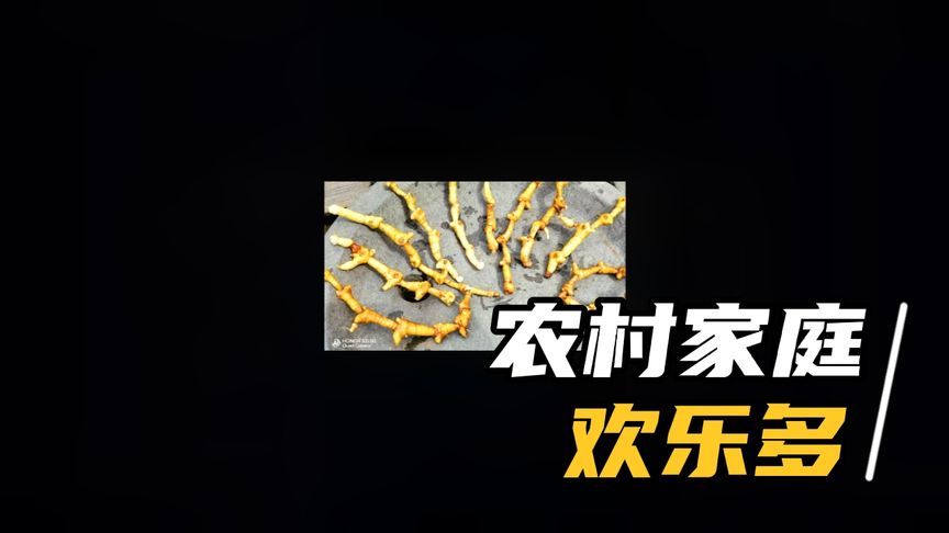 功效奇特的野生黄精