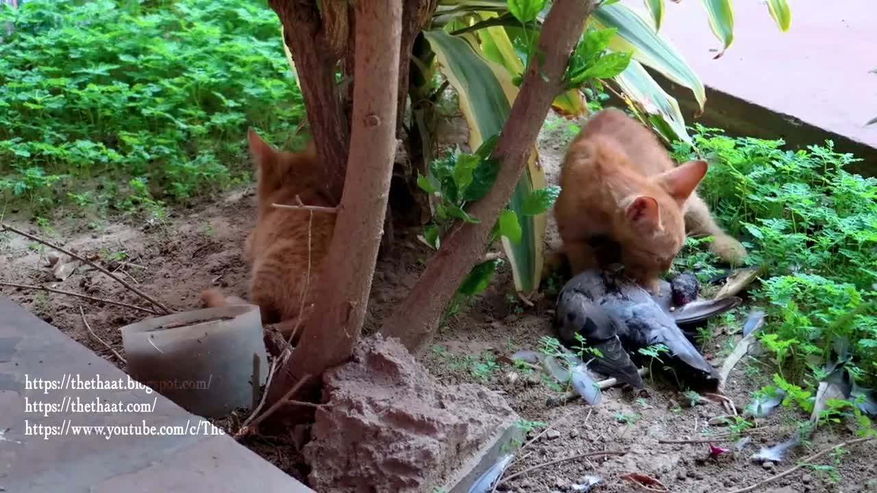 {"error_code":"54003","error_msg":"Invalid Access Limit"}