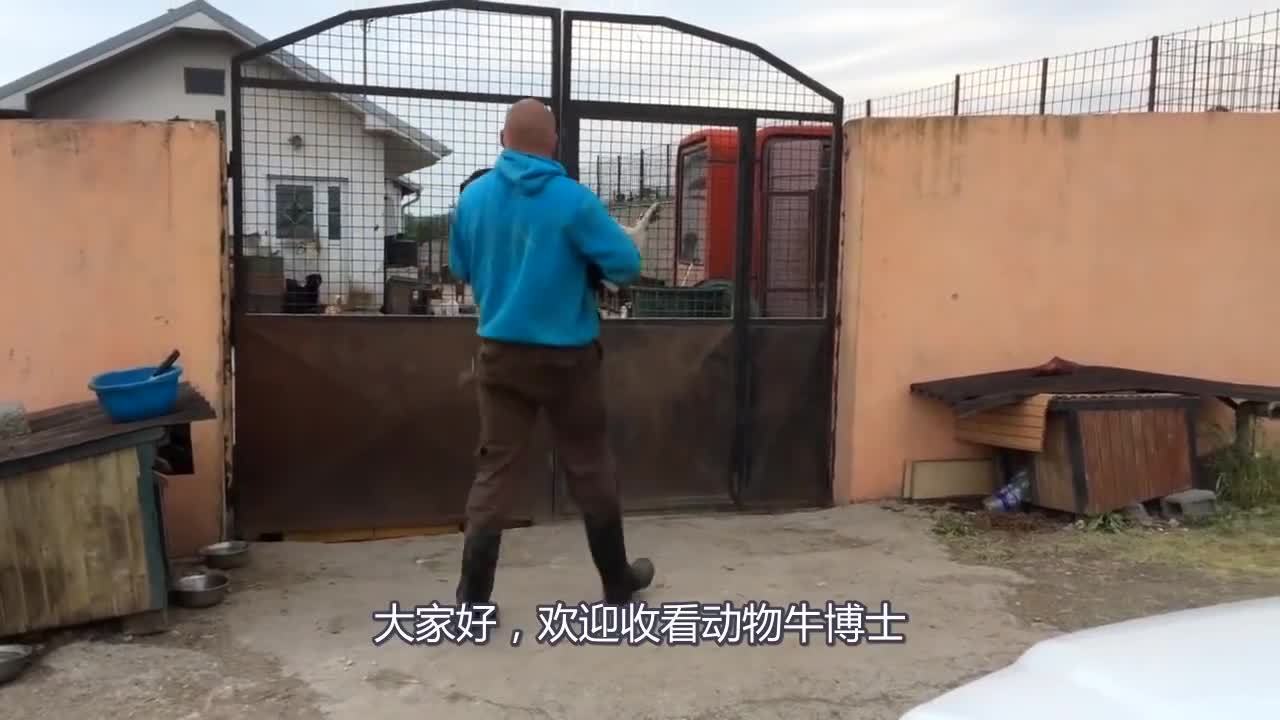 狗被困深井,印度动物组织火速营救,用简陋的条件做伟大的事