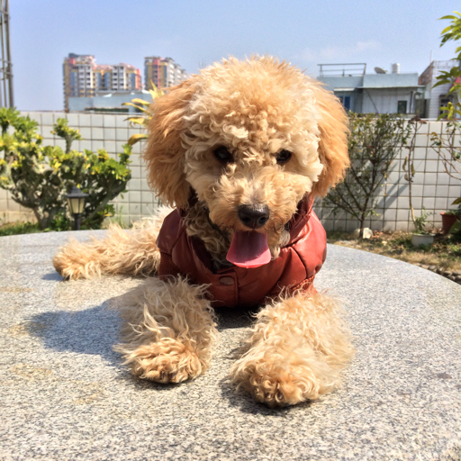 起个鸟名想了6天 