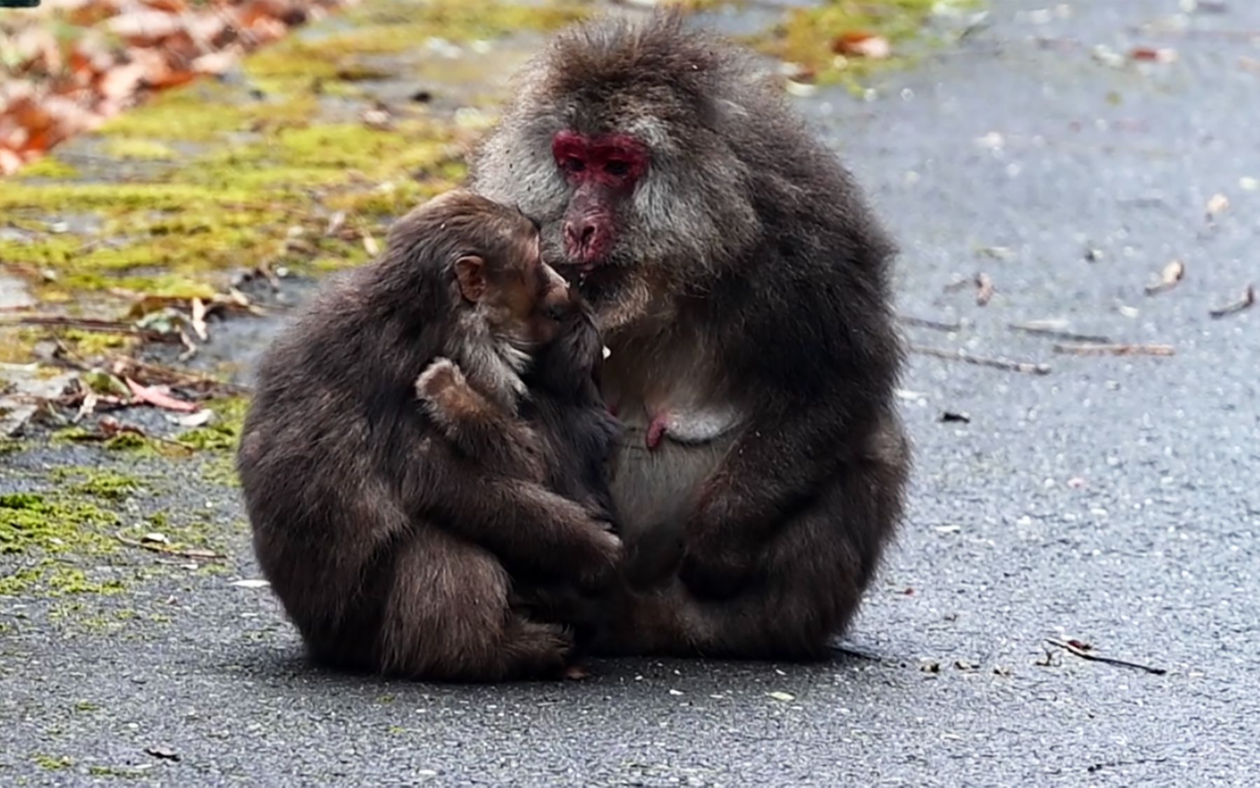 ...山泼猴化”的猴猴聪明又可爱|大熊猫国家公园唐家河保护区系列18