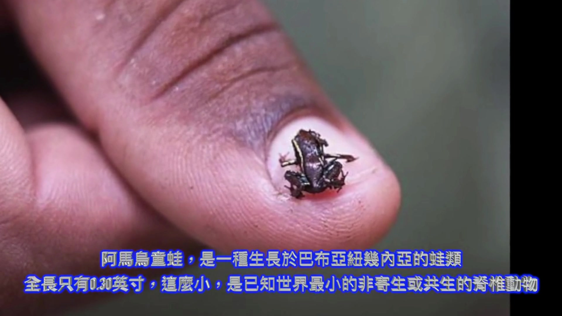 Top 10世界十大迷你动物,都是珍稀动物请善待。