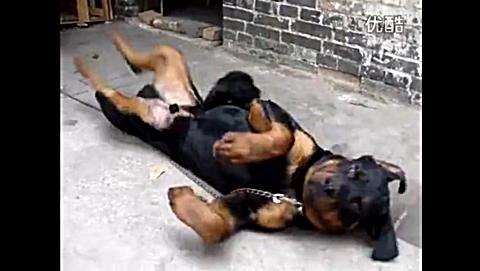 卡斯罗VS罗威纳犬 哪一个更萌更可爱?