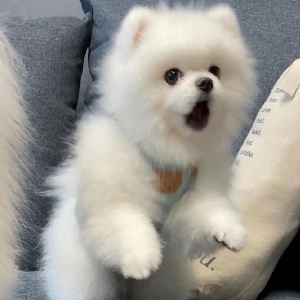 是可爱丸子呢 