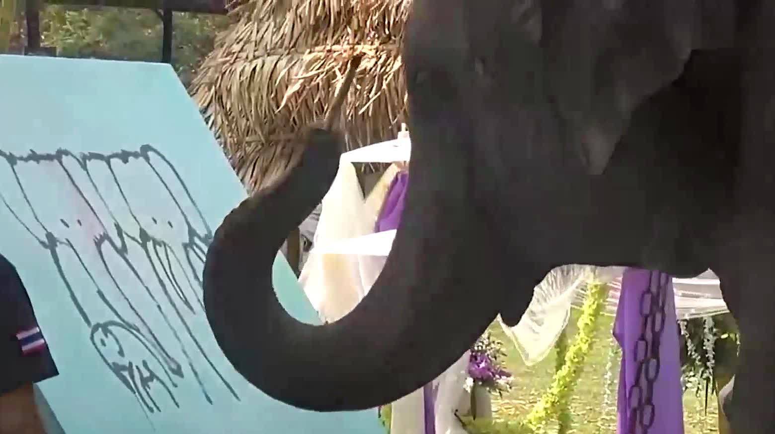 马戏团动物表演,大象被迫画出一家三口,看着.