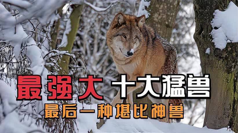 世界上最强大十大猛兽,最后一种堪称霸主,至今无人能敌
