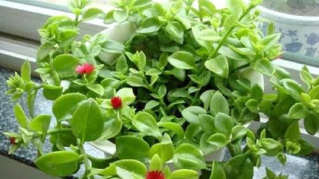 过期的阿司匹林不要丢,水里一泡拿来浇花,比营养液还好用,厉害