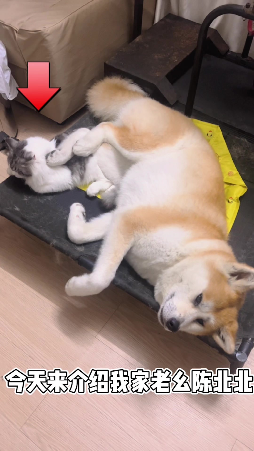 你们经常问我猫和狗会打架吗?并不会哦!#萌宠日常记录 #动物的迷惑行为 #铲屎官的乐趣