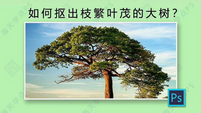 PS新手入门:如何利用通道抠图?学会这一招,抠大树也不是问题