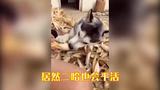 小狗掰玉米,笑出眼泪!(牛人趣拍108)