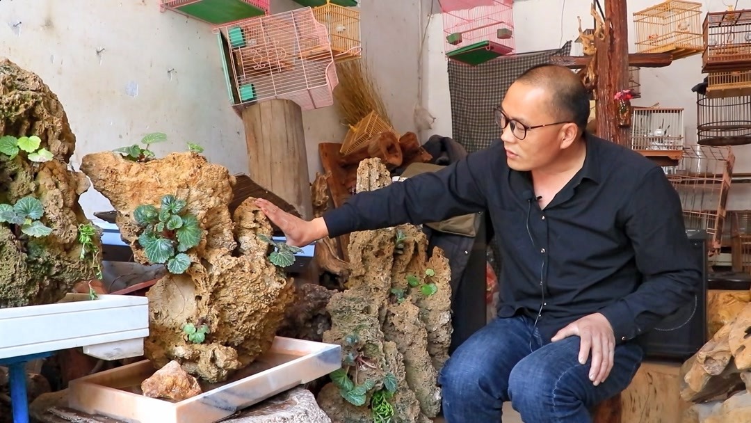 加湿器时代已过去,现在家里都放这种“石头”,净化空气又美观