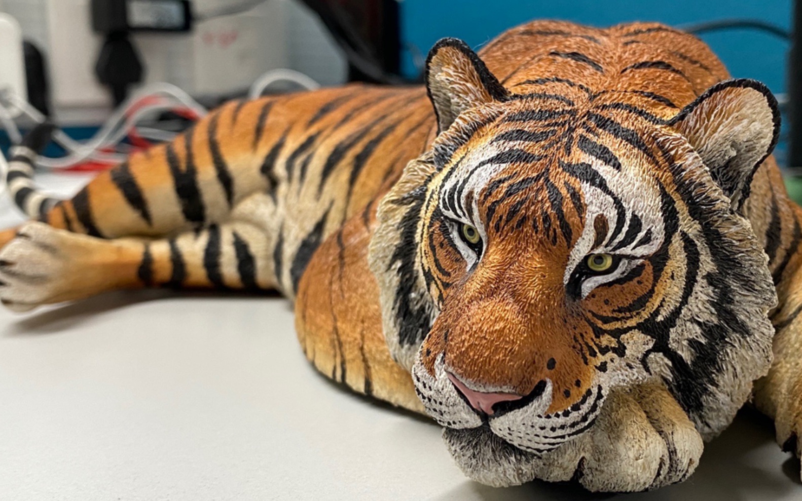 千誠孟加拉臥虎 動物gk 動物模型