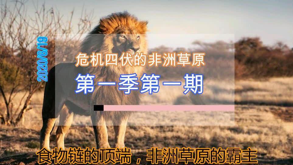 危机四伏的非洲草原第一季第一期,食物链顶端的霸主非洲狮