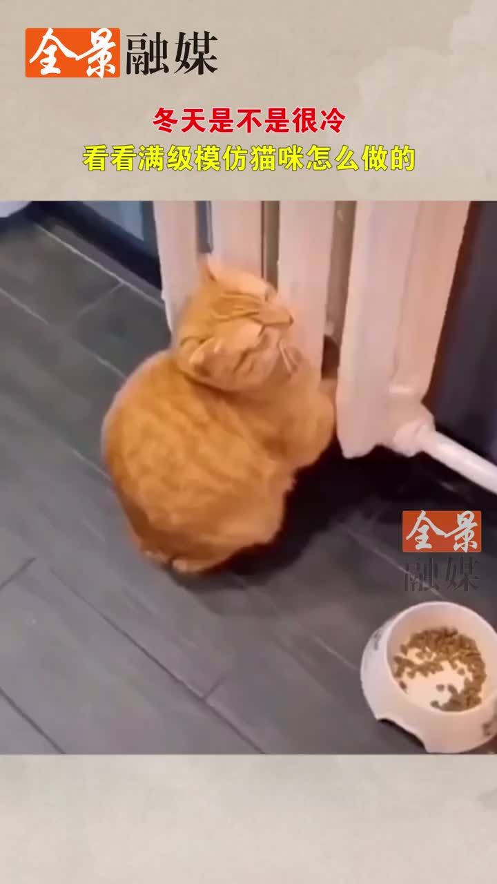 ...满级模仿猫咪怎么做的#猫咪模仿#取暖#猫咪的迷惑行为 @神奇动物