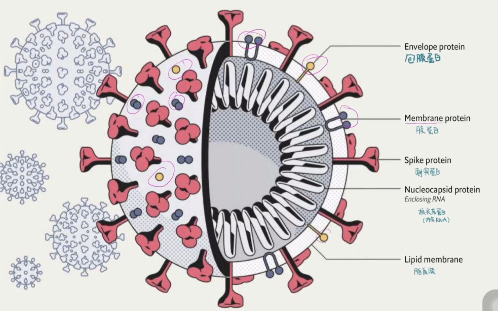 外刊精讲-《经济学人》新型冠状病毒到底长啥样? 解剖covid-19