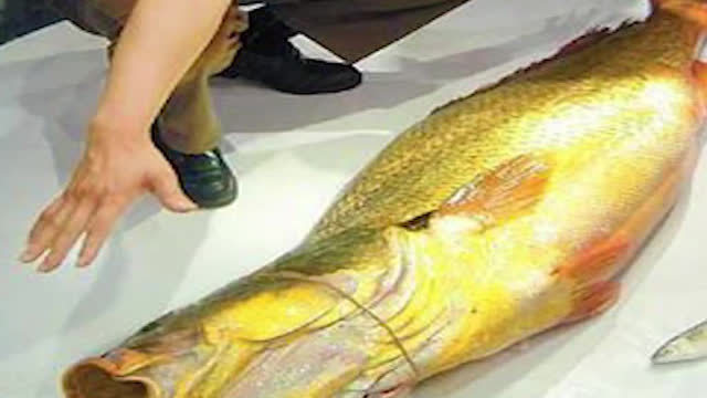 这种鱼一条能卖350万元,其药用价值极高,已成濒危动物