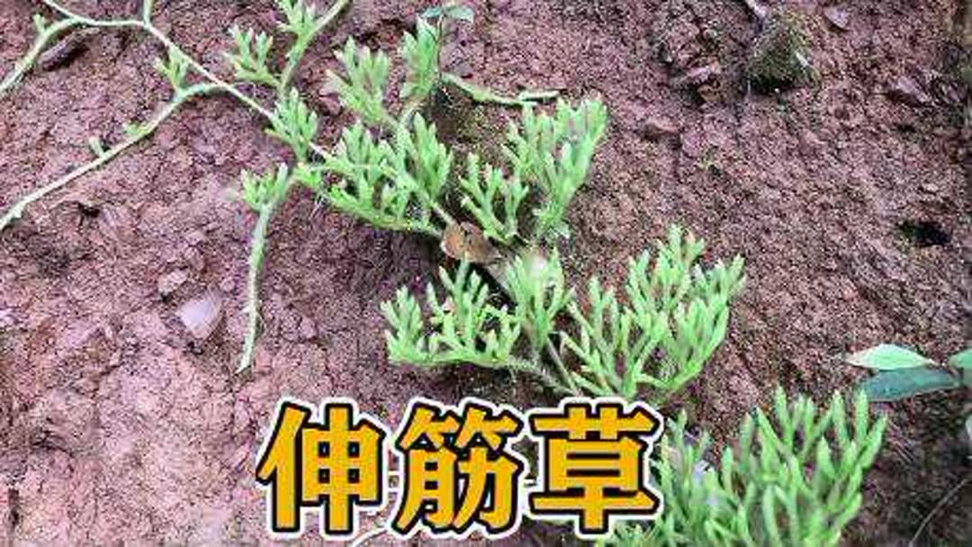 伸筋草:极具观赏性的植物,中老年人还爱用它泡脚。