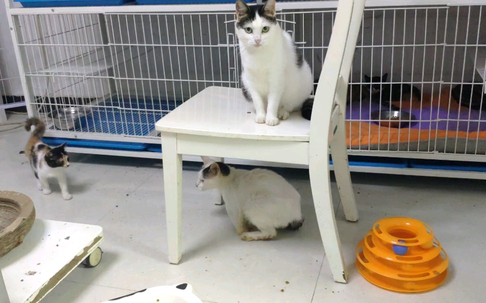 三条腿,以前没救回来时被狗咬断了脚,咬破了肛门。救回来后做肛门...