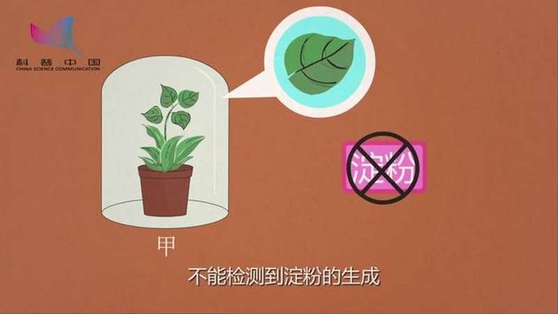 光合作用需要二氧化碳