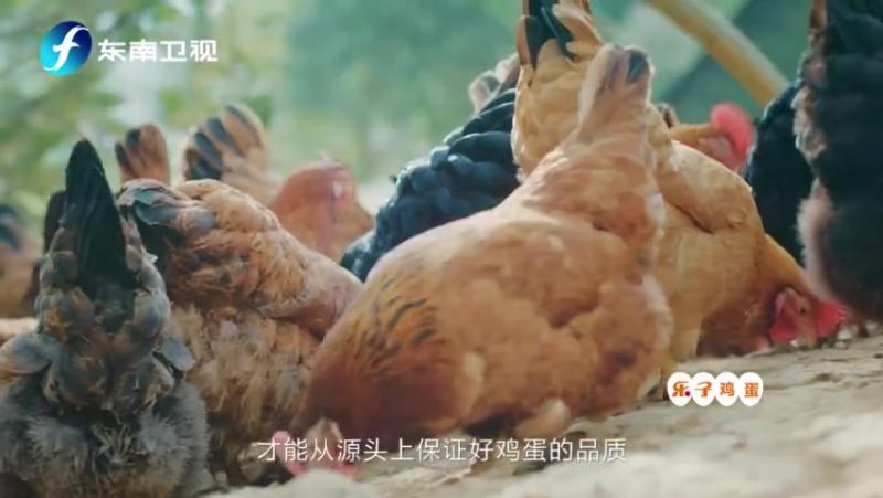 鸡蛋,生活中最常见的食物,它营养丰富,易于烹饪,可煎可炒可蒸可卤,还...