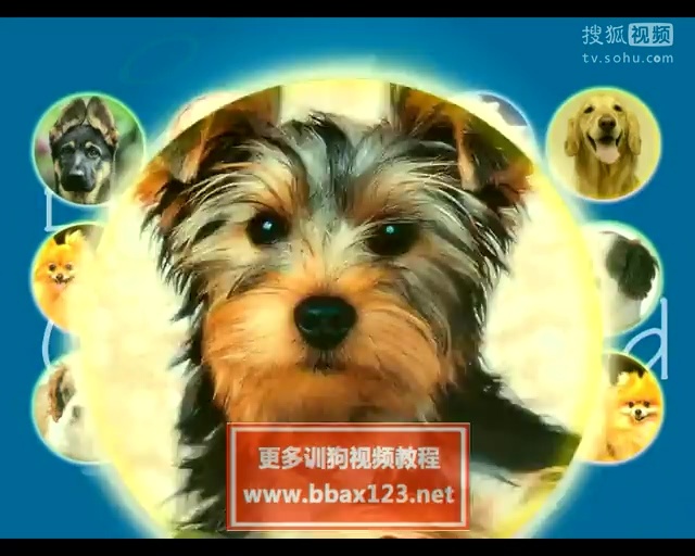 如何训练狗狗大小便