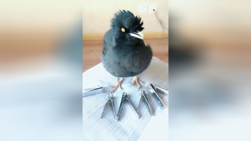 小鸟竟然会数数哦,太棒了,声音好好听呀!